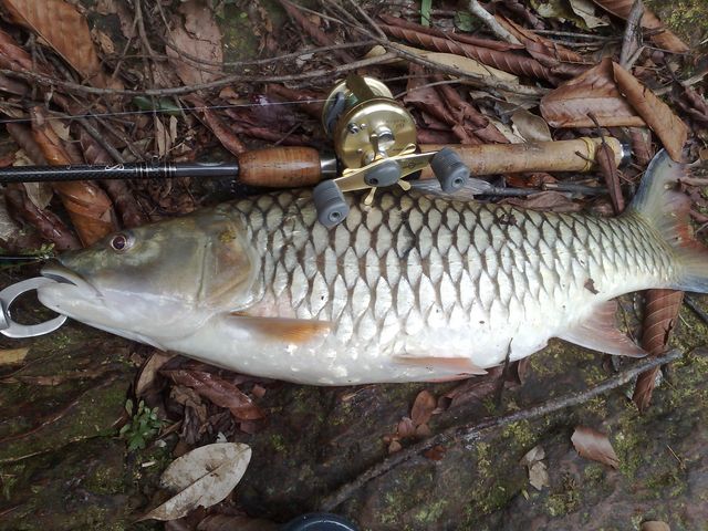 GoFish Corner: Hello....... My First Encounter With Sebarau